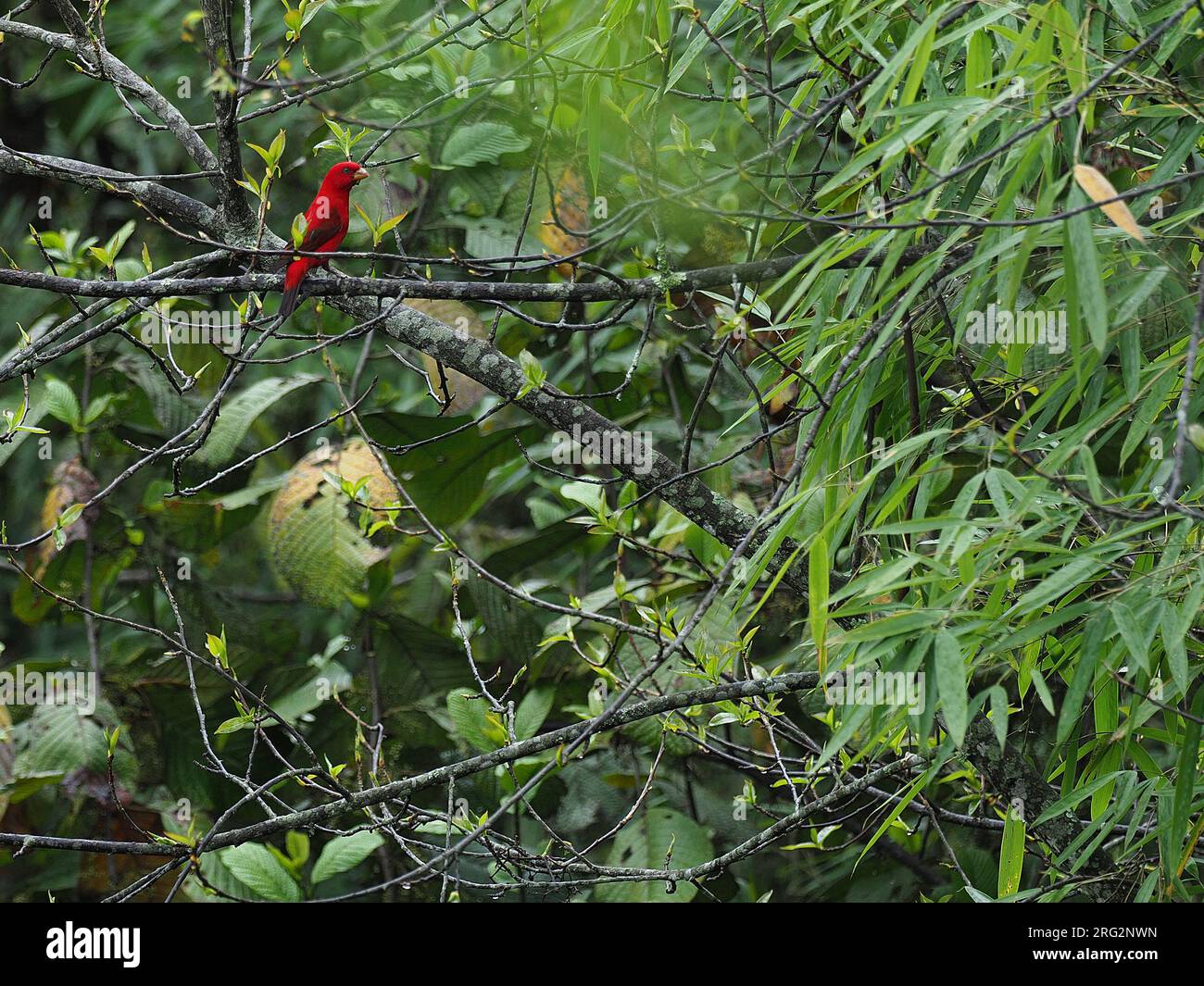 Male Scarlet finch (Carpodacus sipahi) in Northeast-India Stock Photo ...
