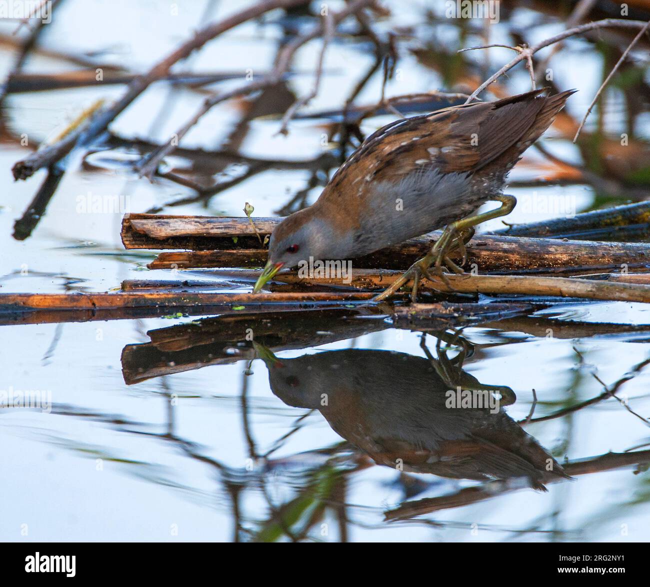 Adult Little Crake (Zapornia parva) during spring migration on the ...