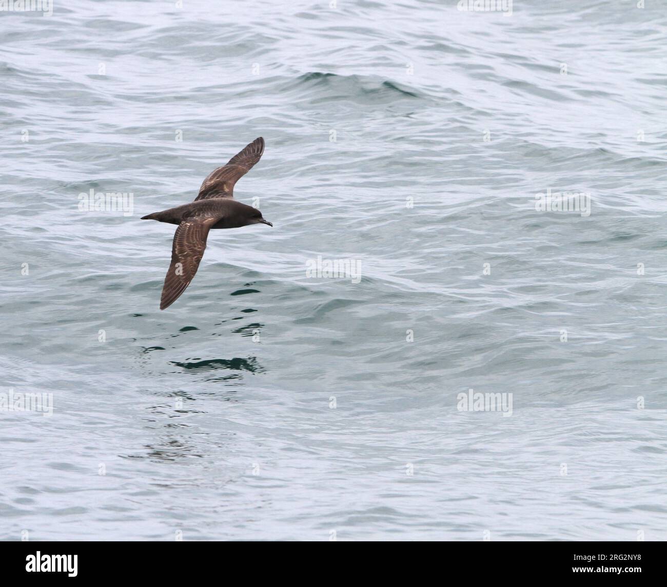 Short-tailed Shearwater (Ardenna tenuirostris) in coastal waters of ...
