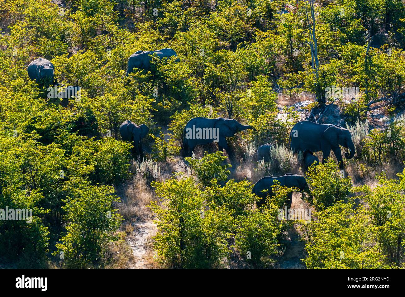 Aerial view of a herd of African elephants, Loxodonda africana, walking ...