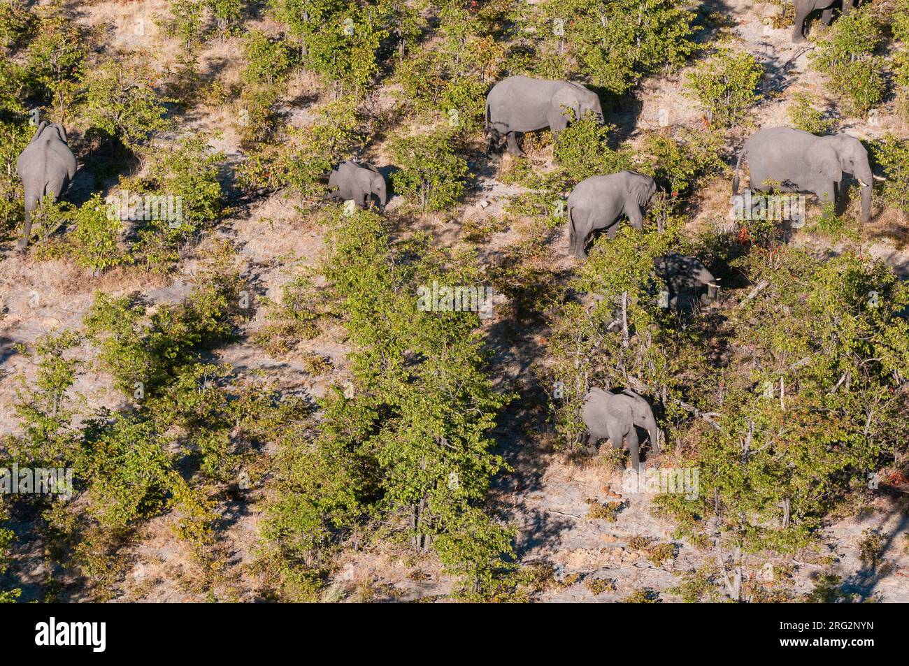 Aerial view of a herd of African elephants, Loxodonda africana, walking ...