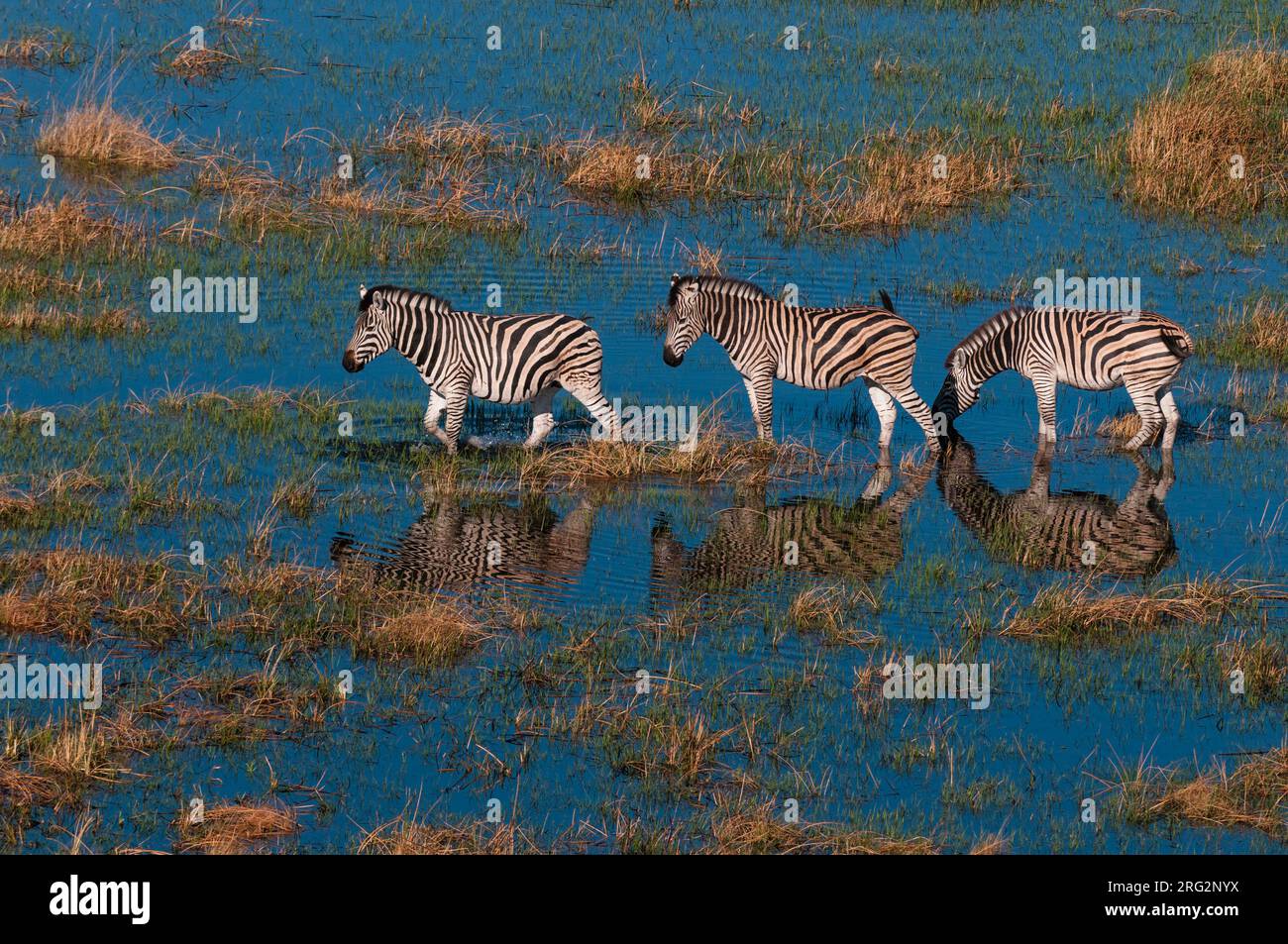 Aerial view of plains zebras, Equus quagga, walking in an Okavango ...