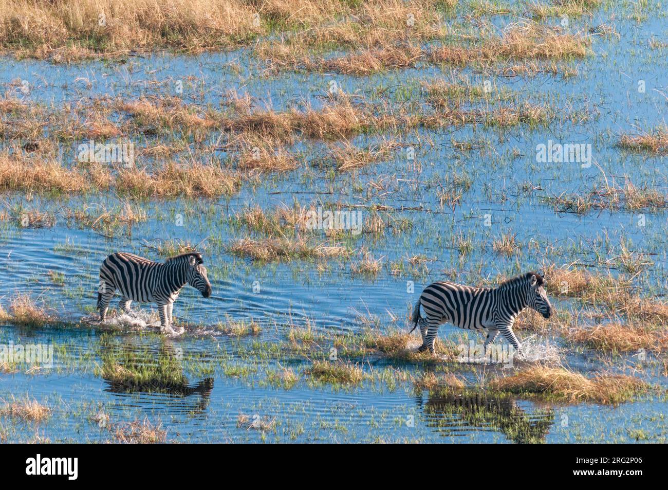 An aerial view of plains zebras, Equus quagga, walking in a flood plain ...