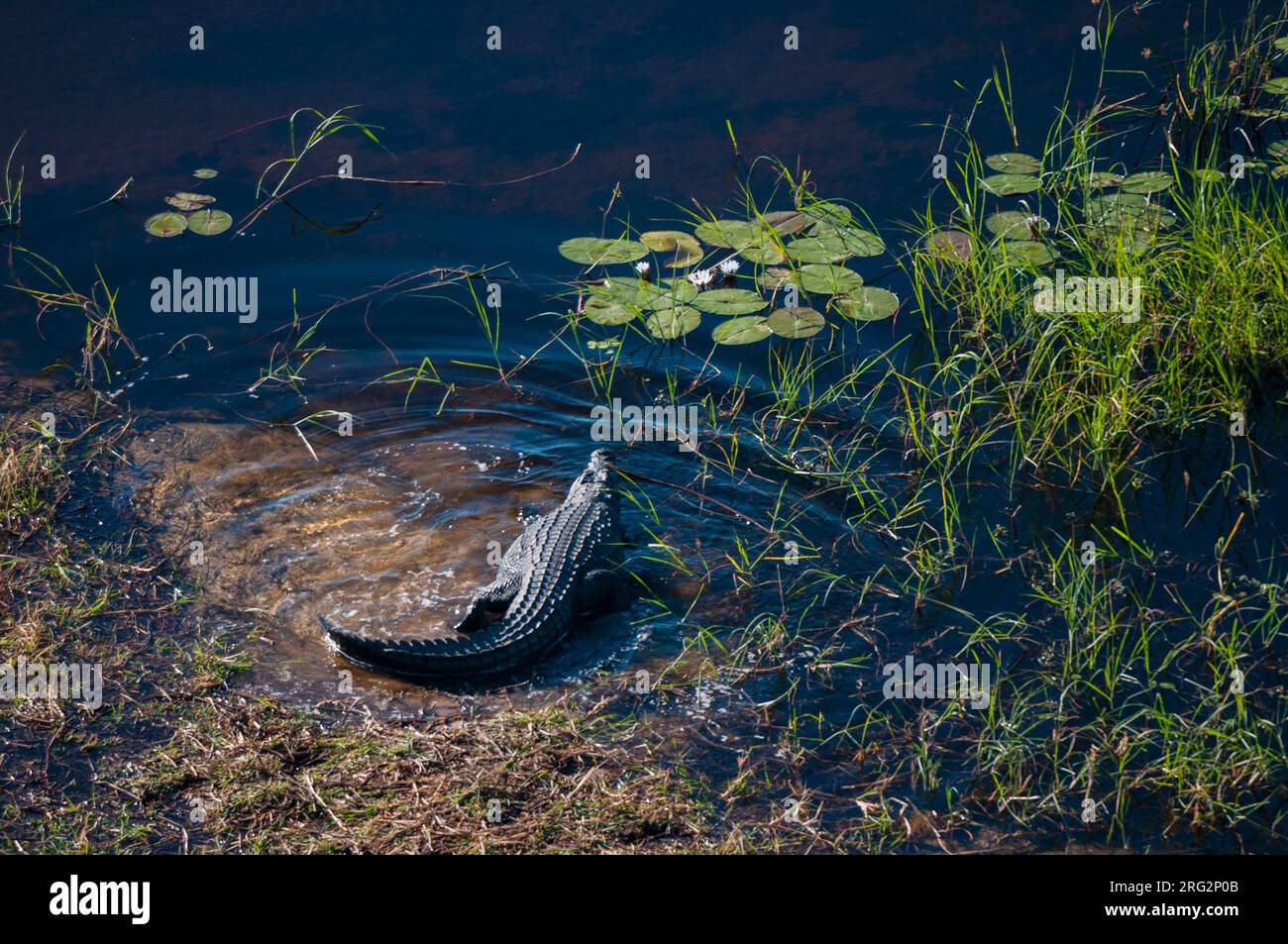 An aerial view of a Nile crocodile, Crocodylus niloticus. Okavango ...