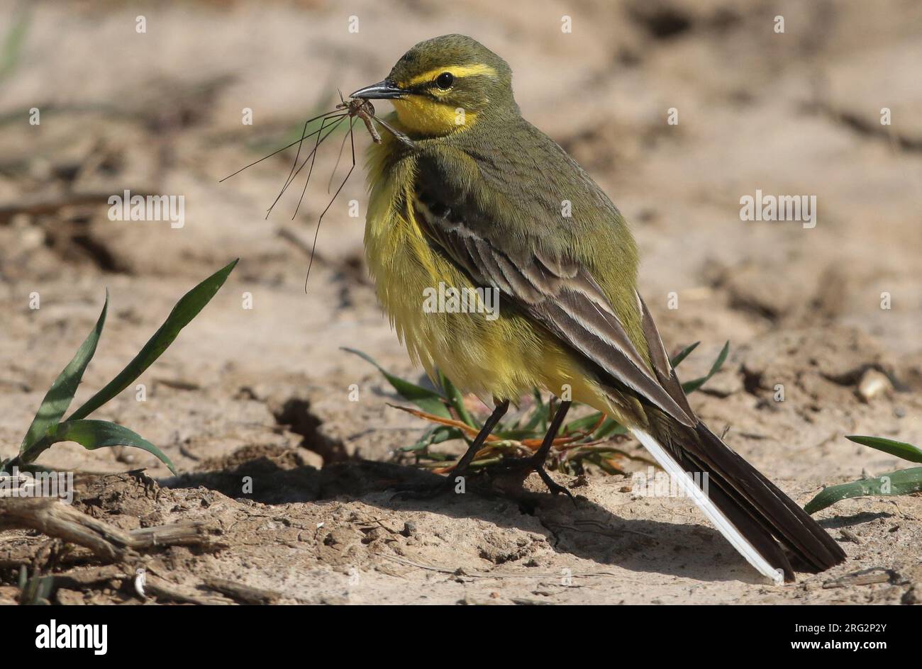 Yellow Wagtail (Motacilla flava flavissima), male standing with insect ...