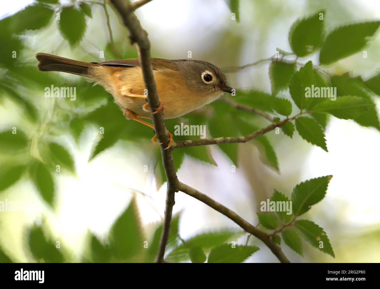 Alcippe hi-res stock photography and images - Alamy