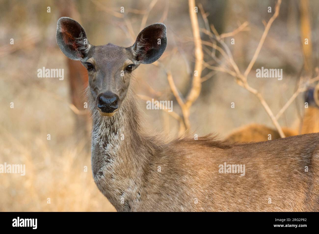 Female Sambar deer, Rusa unicolor, in India's Bandhavgarh National Park ...