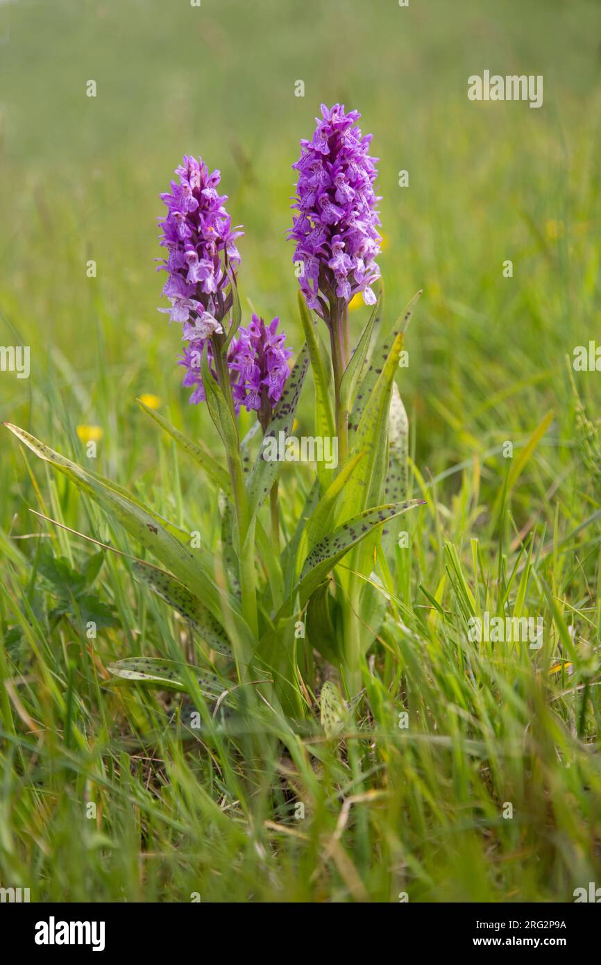 Broad-leaved Marsh Orchid; Dactylorhiza majalis subsp. majalis Stock Photo - Alamy