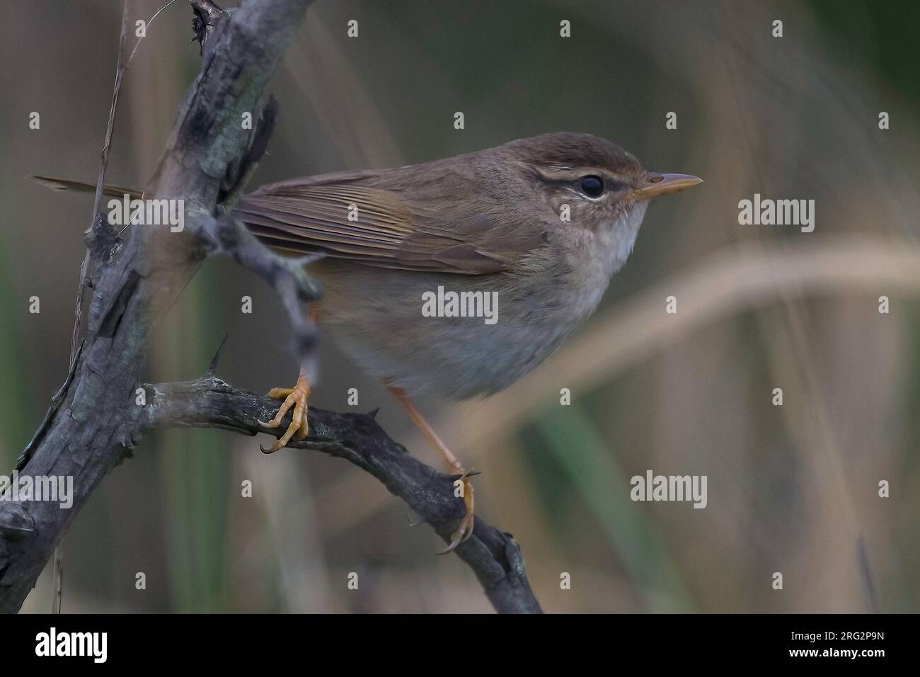 Radde's Warbler (Phylloscopus schwarzi), side view of a bird in Happy ...