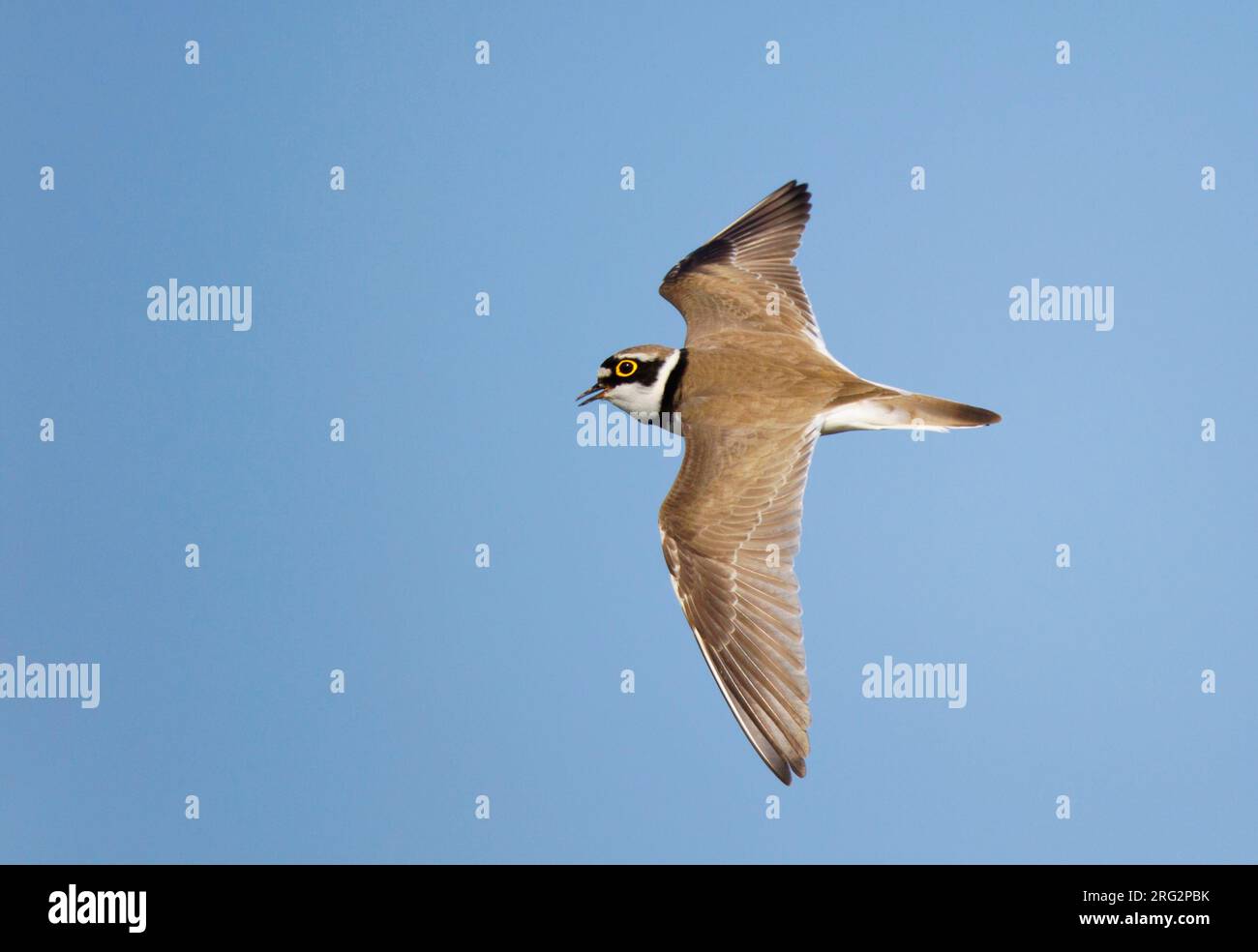Adult Little Ringed Plover (Charadrius dubius) in flight in the ...