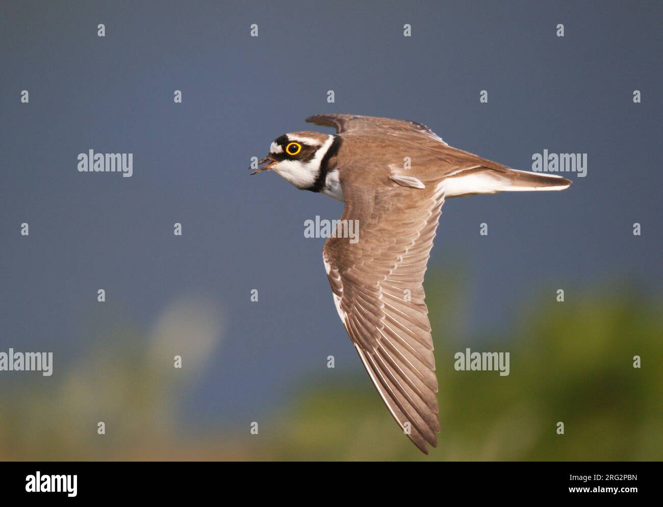 Adult Little Ringed Plover (Charadrius dubius) in flight in the ...