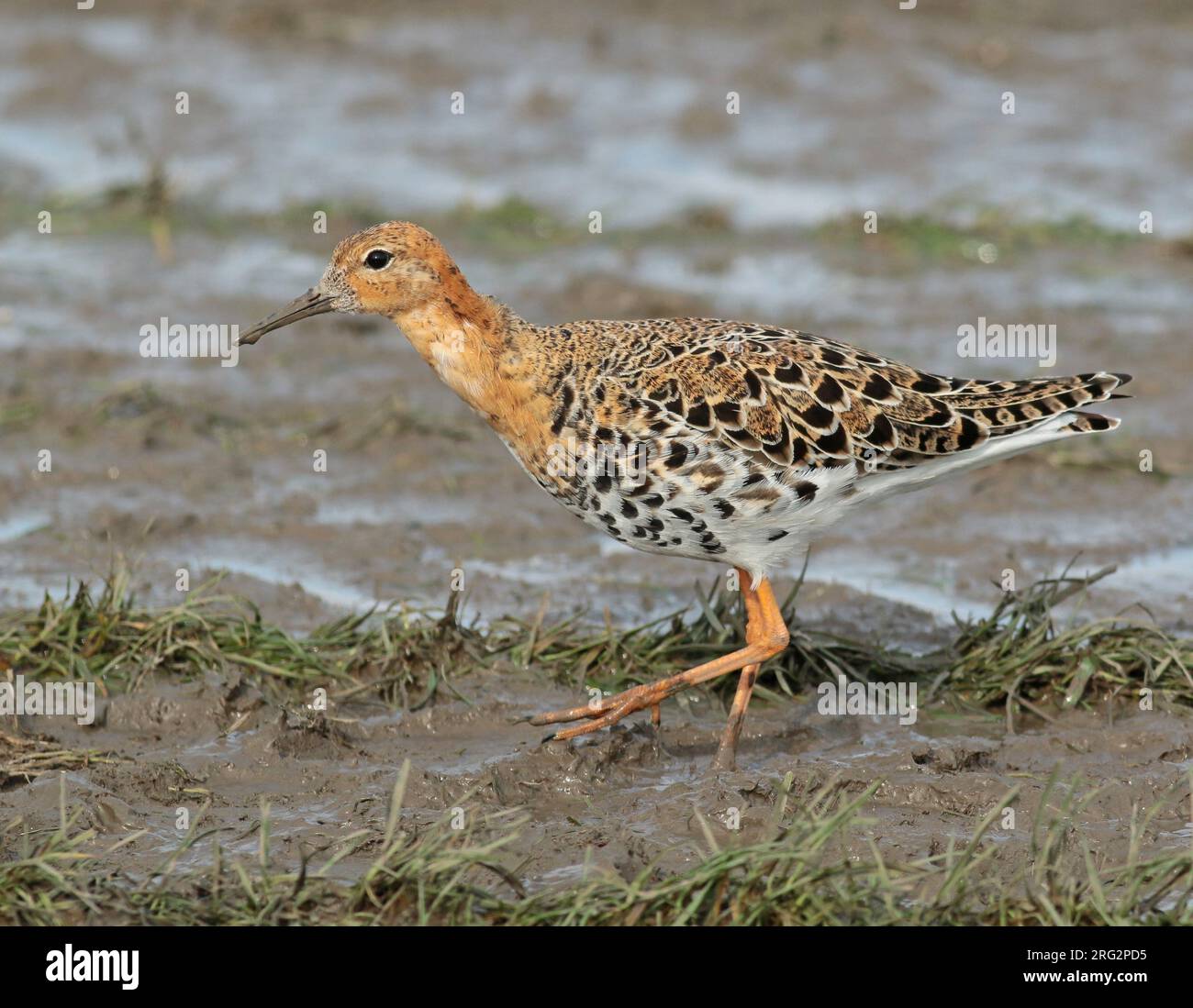 Muddy orange colour hi-res stock photography and images - Alamy