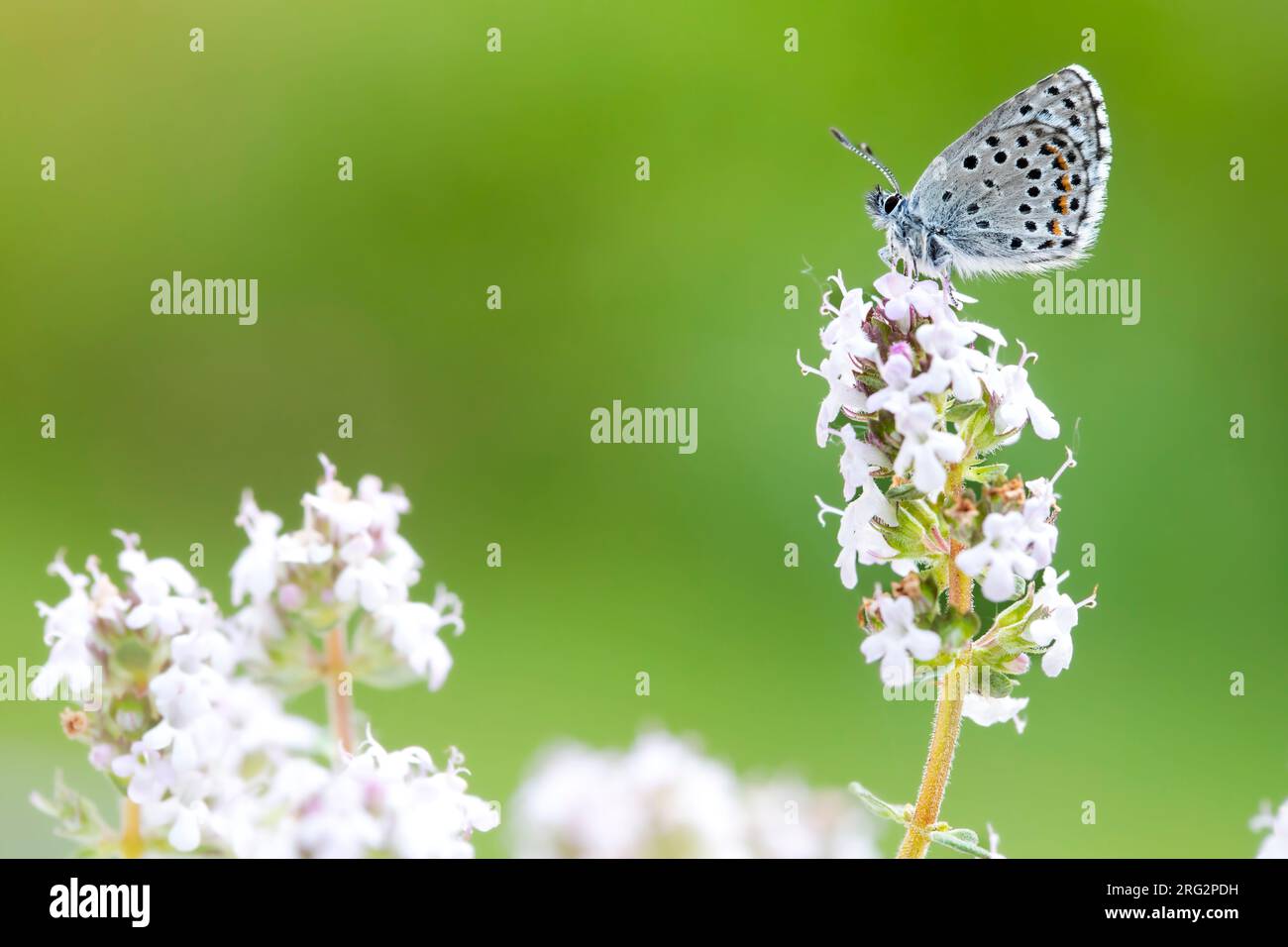 Baton blue butterfly hi-res stock photography and images - Alamy