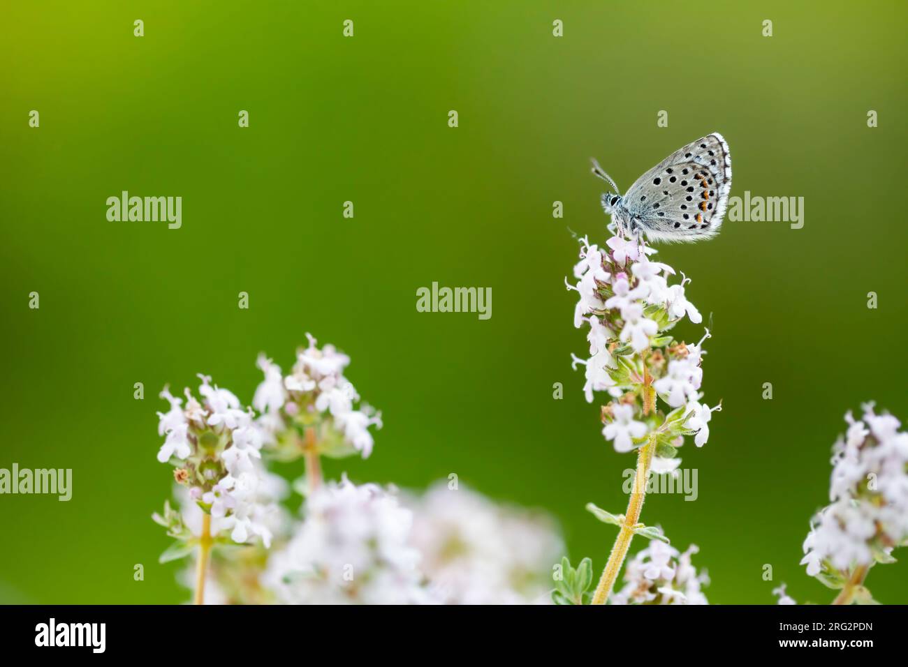 Baton Blue, Pseudophilotes baton Stock Photo - Alamy