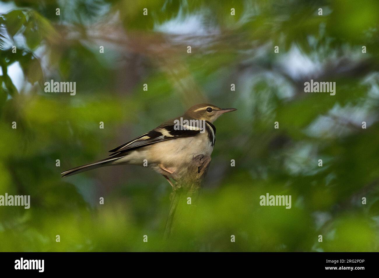 Dendronanthus hi-res stock photography and images - Alamy