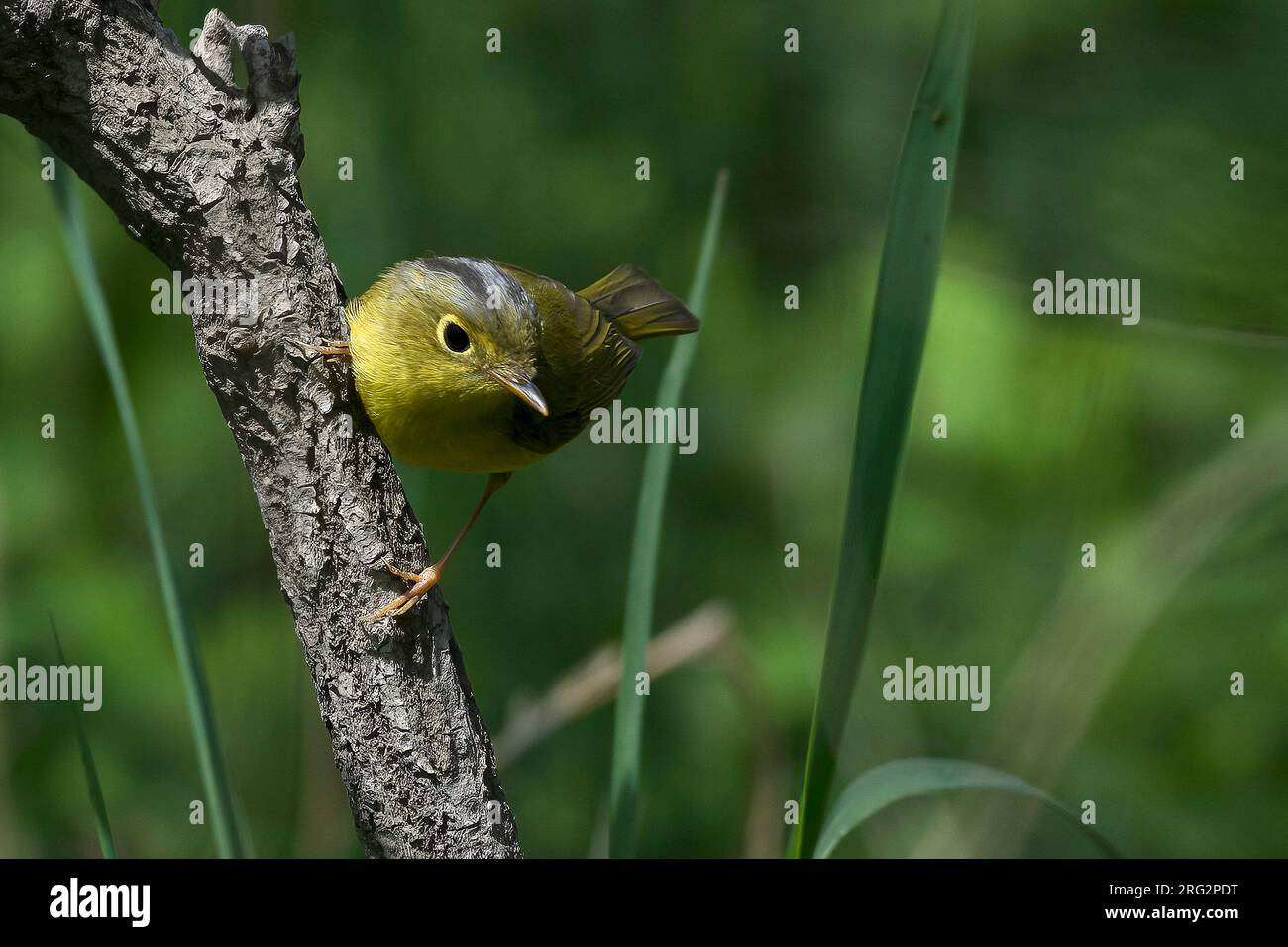 Seicercus hi-res stock photography and images - Alamy