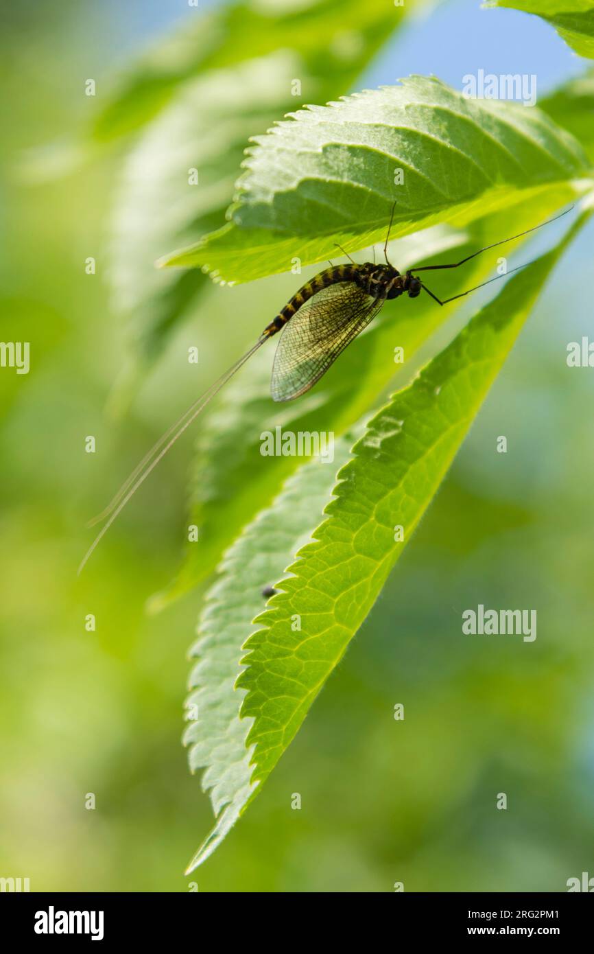 Close up of a mayfly, Ephemera vulgaris, on a leaf after molting ...