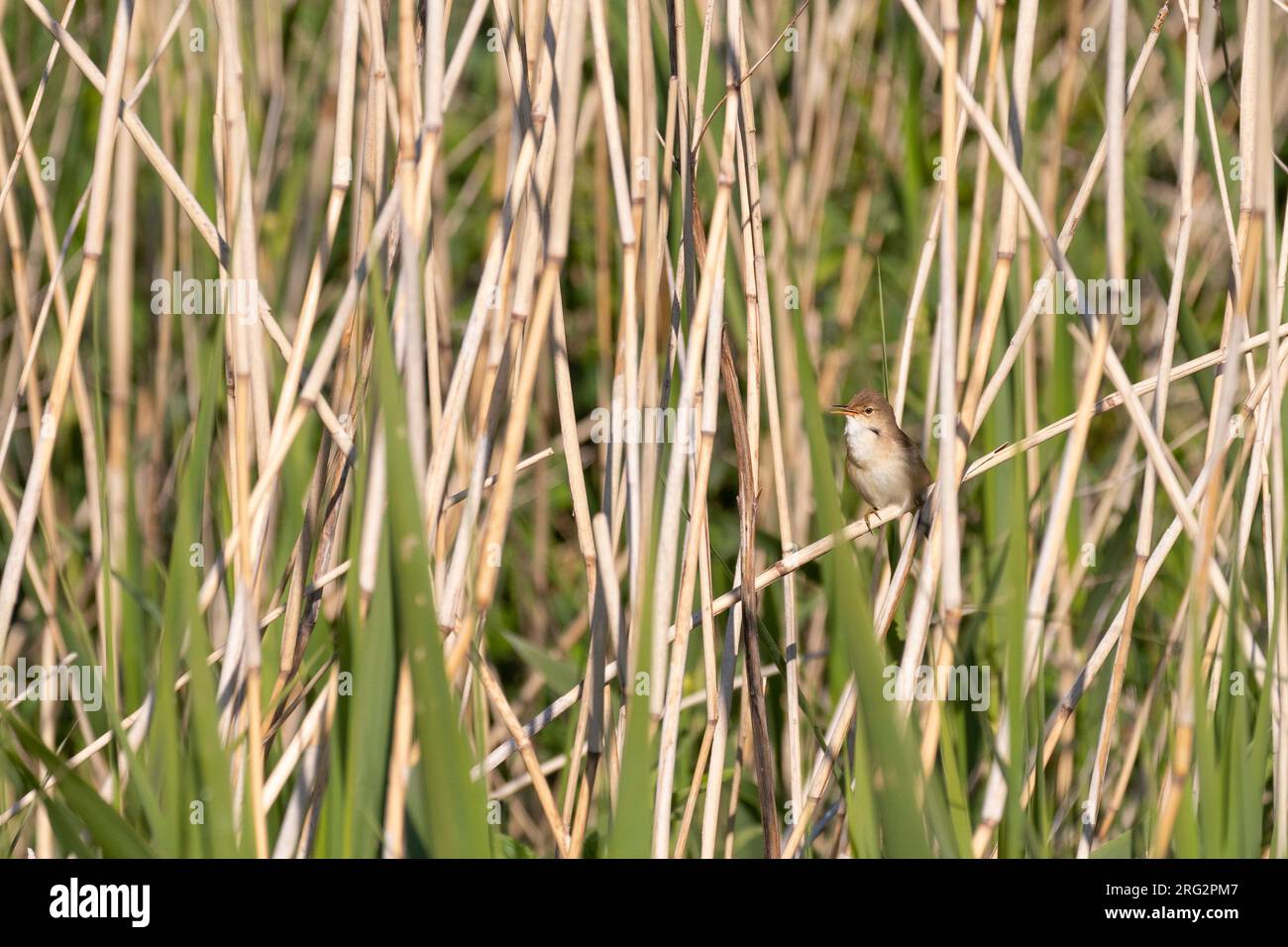 Eurasian reed warbler singing hi-res stock photography and images - Alamy