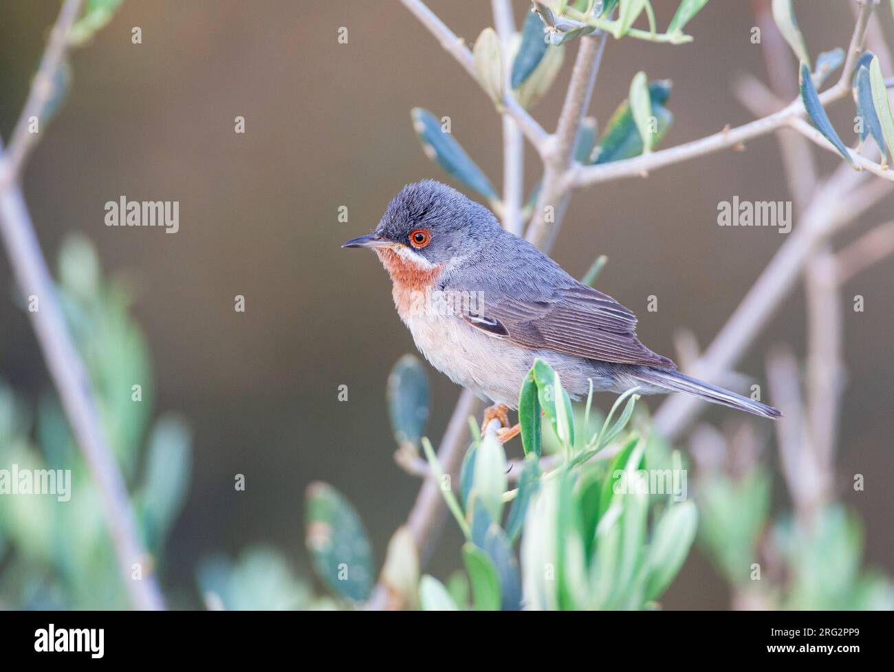 Male Eastern Subalpine Warbler (Curruca cantillans albistriata) on the ...
