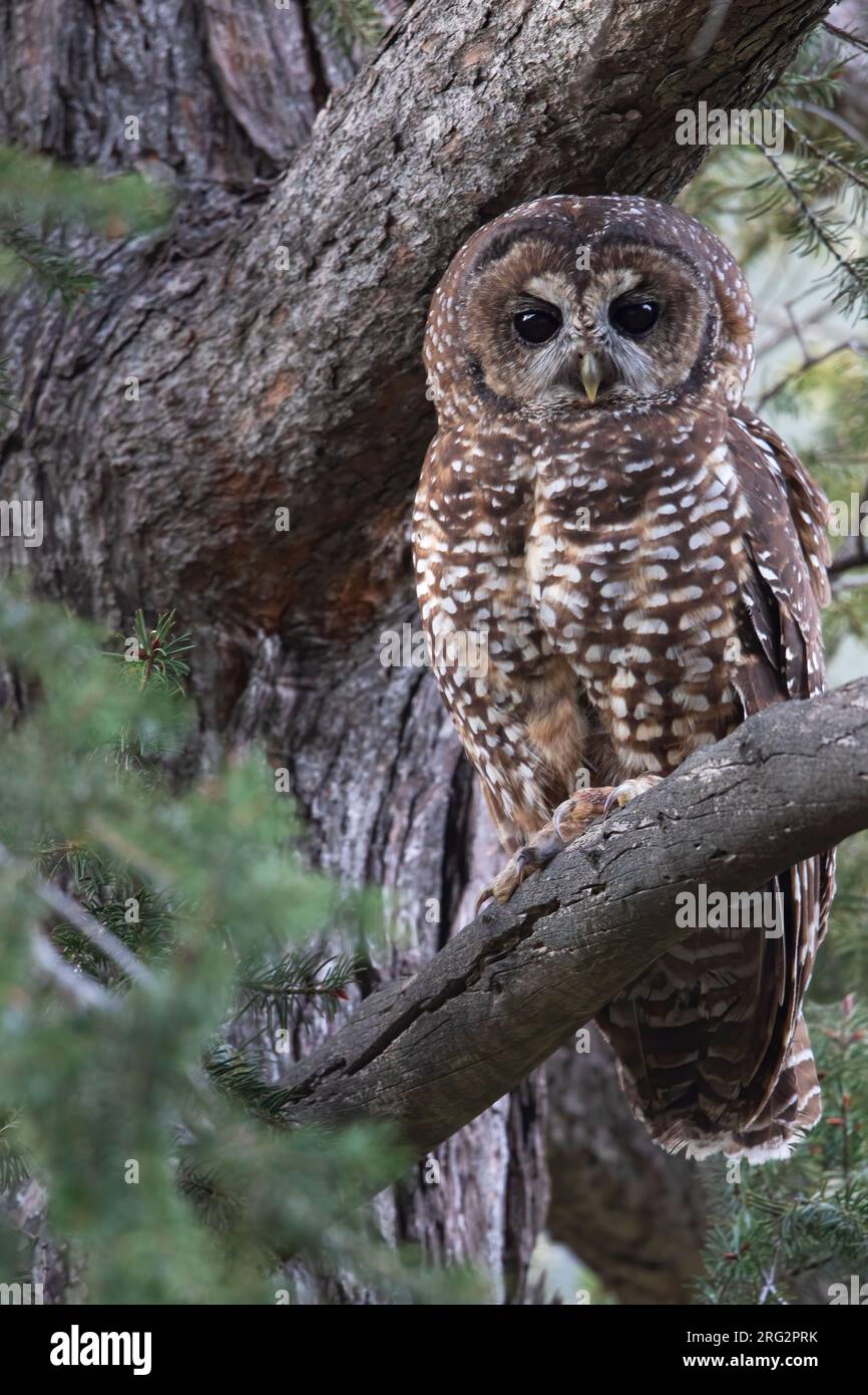 Spotted Owl (Strix occidentalis) in North-America. Perched in a tree ...