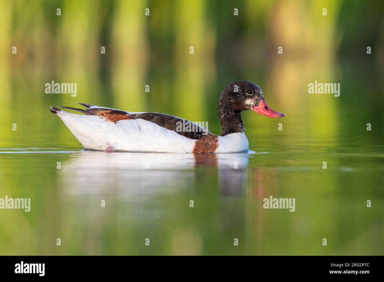 Common Shelduck (Tadorna tadorna), side view of a second cy juvenile ...