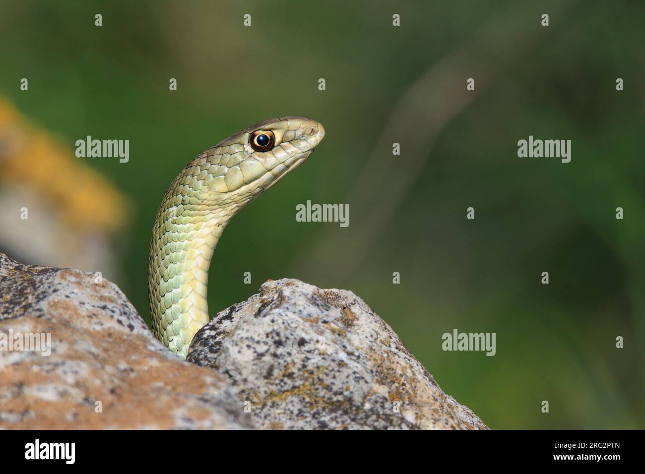 Western Montpellier Snake (Malpolon monspessulanus) taken the 09/05 ...