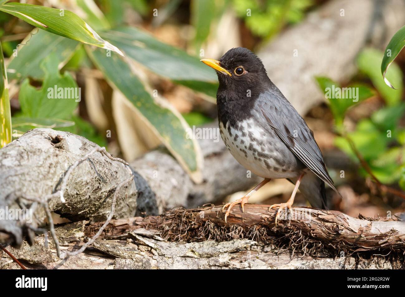 Tomakomai japan hi-res stock photography and images - Alamy