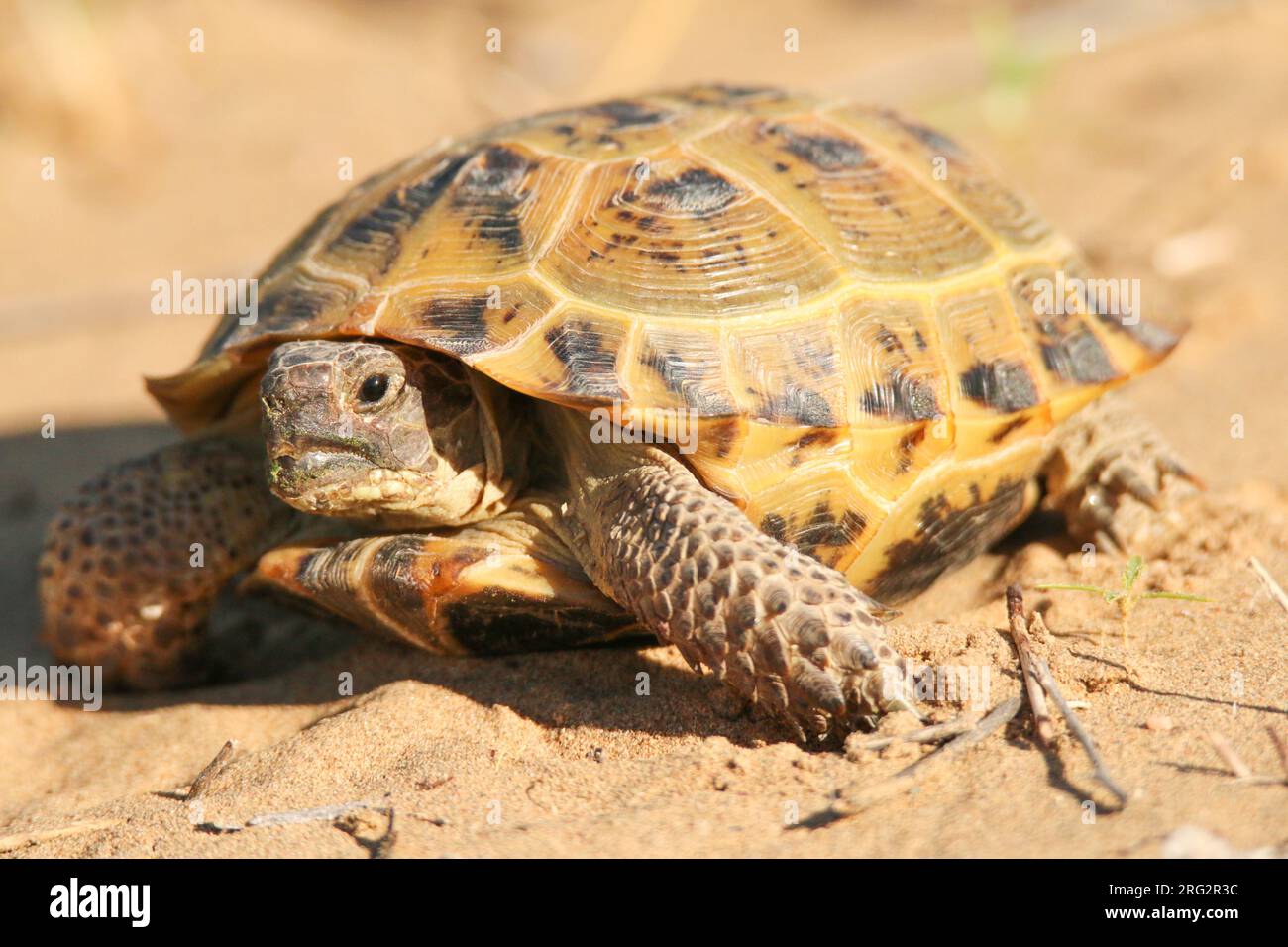 Russian tortoise (Testudo horsfieldii) on the ground, against an orange ...