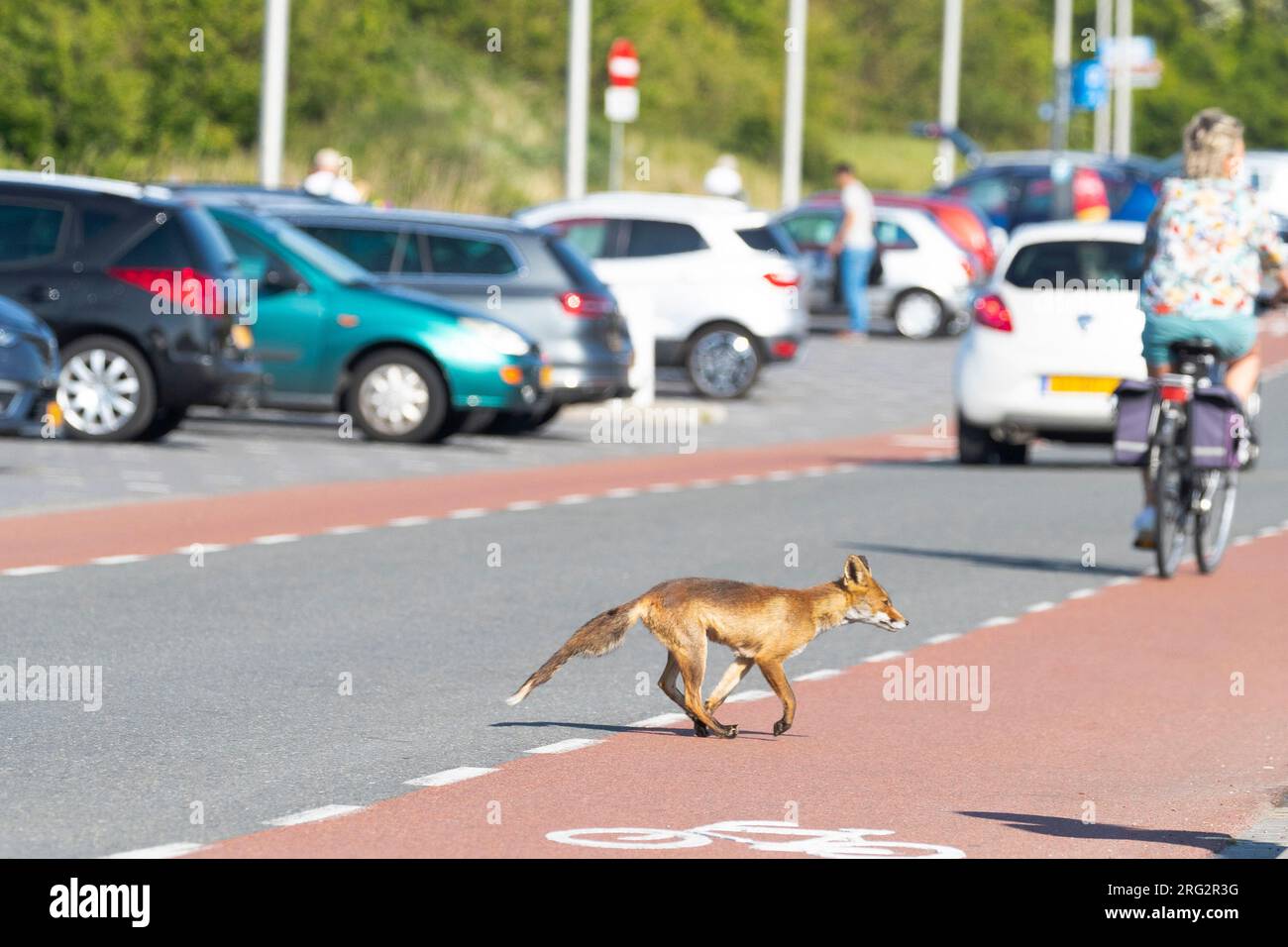 Red Fox crossing a busy road in broad daylight Stock Photo - Alamy