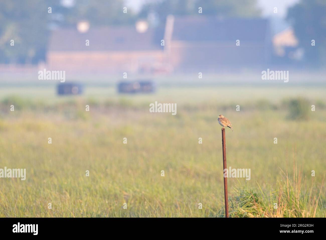 European Skylark on lookout post in small scale farmland Stock Photo ...