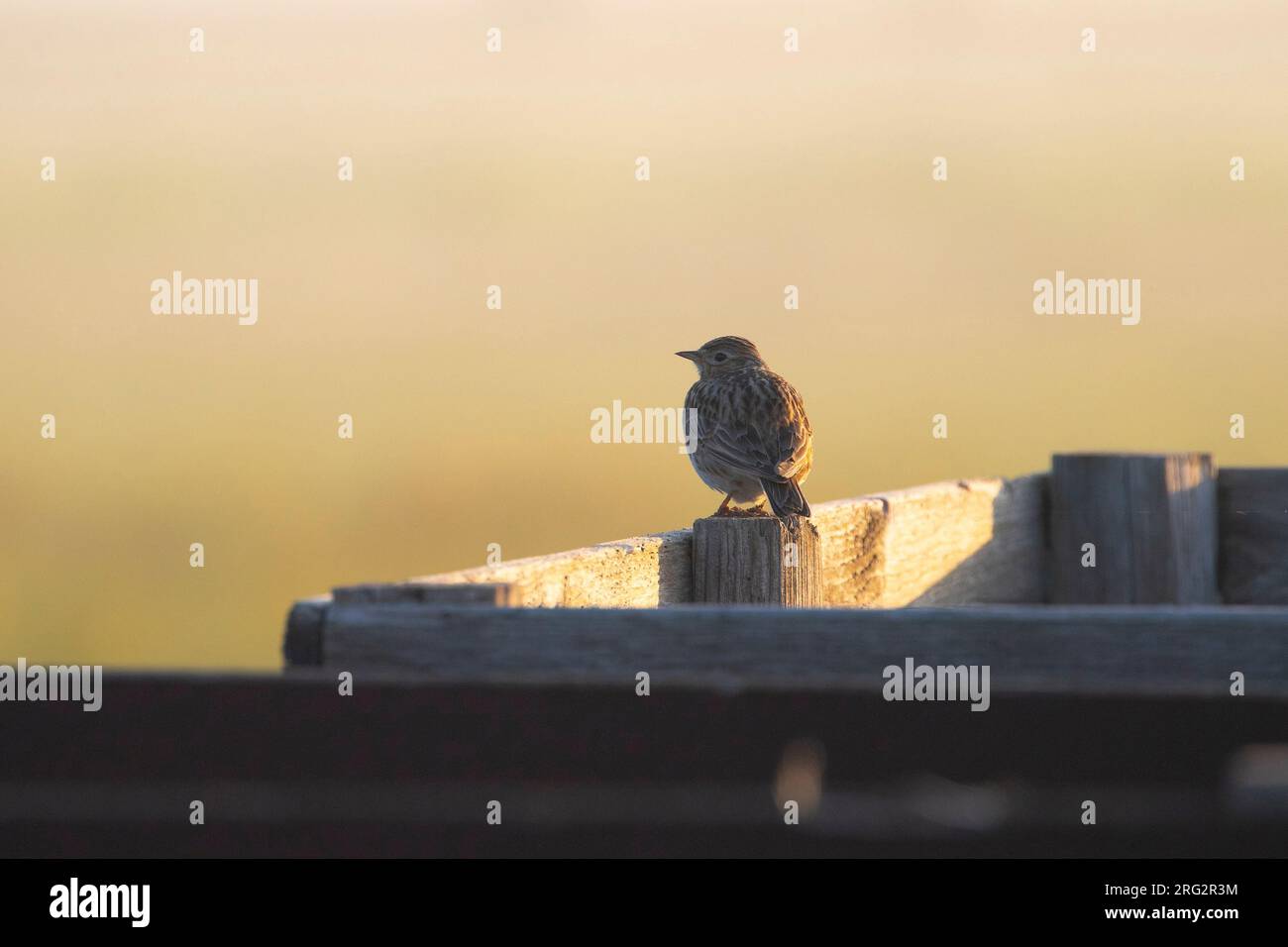 European Skylark on lookout post in small scale farmland Stock Photo ...