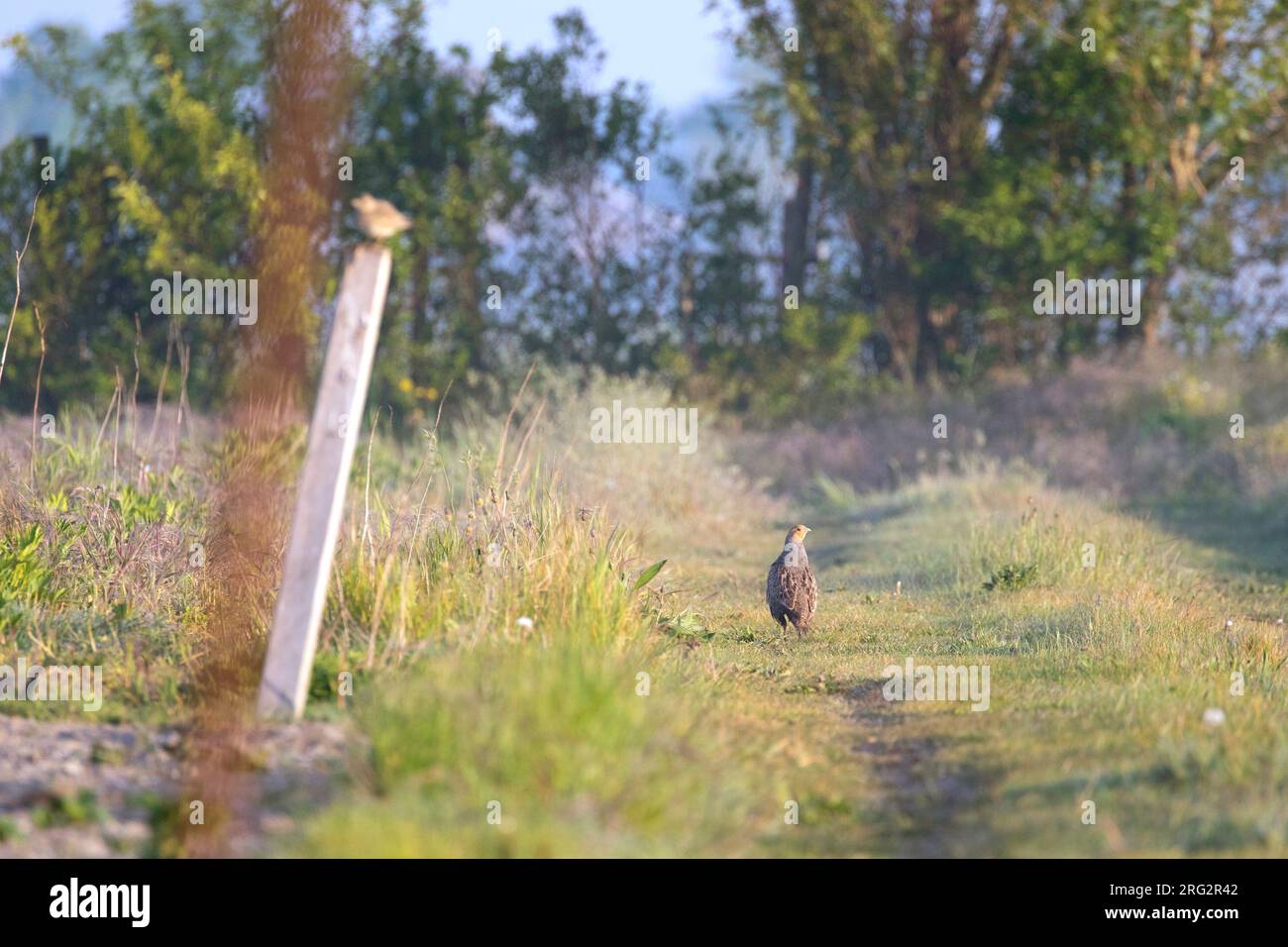 Grey Partridge in small scale farmland Stock Photo - Alamy
