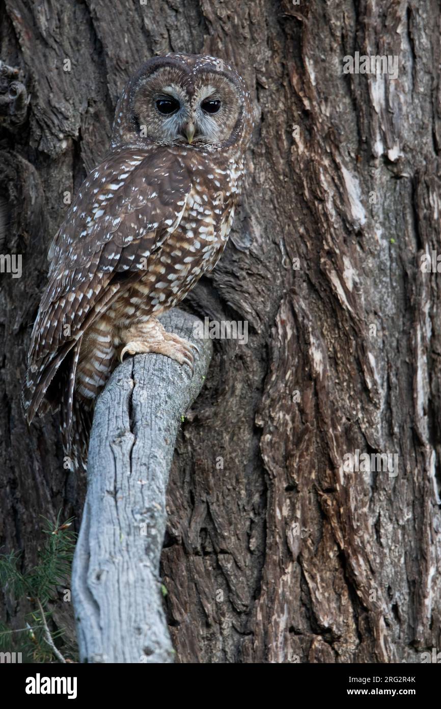 Spotted Owl (Strix occidentalis) in North-America. Perched in a tree ...