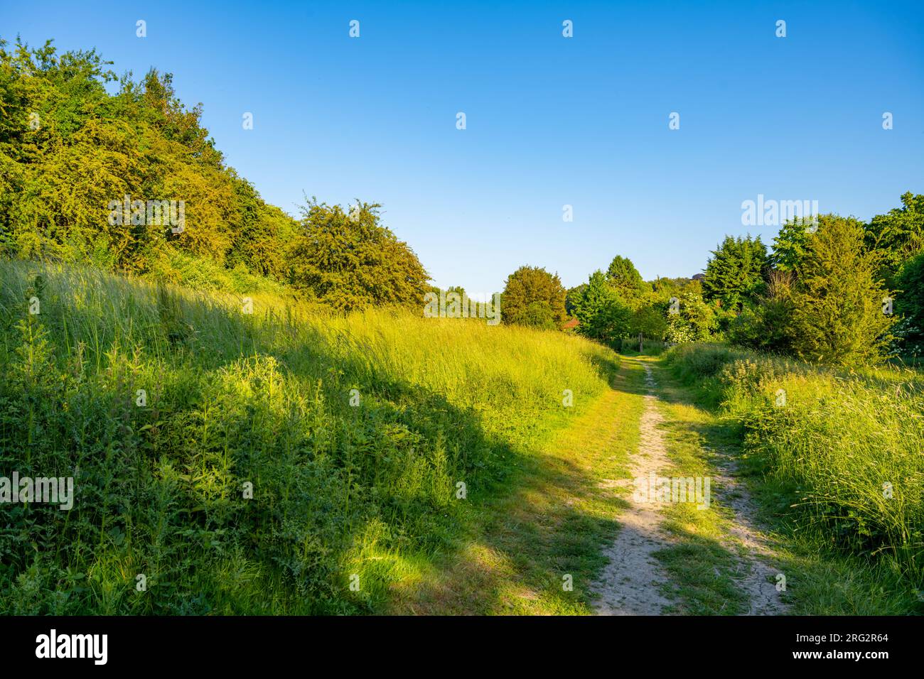Summer evening in Loose valley, Loose Valley Conservation Area ...