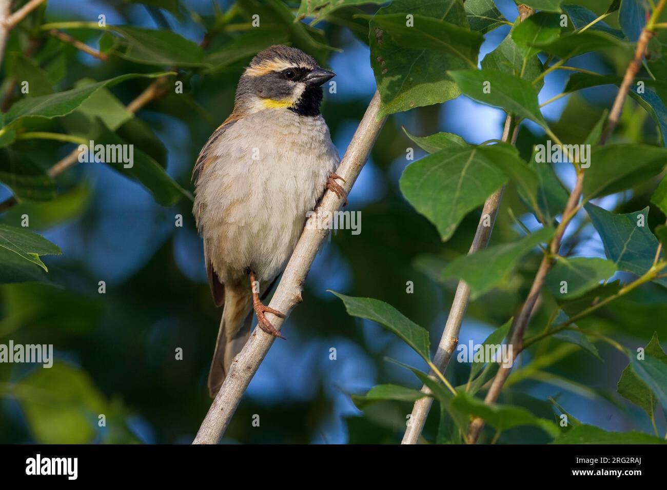 Dead sea sparrow passer moabiticus hi-res stock photography and images ...