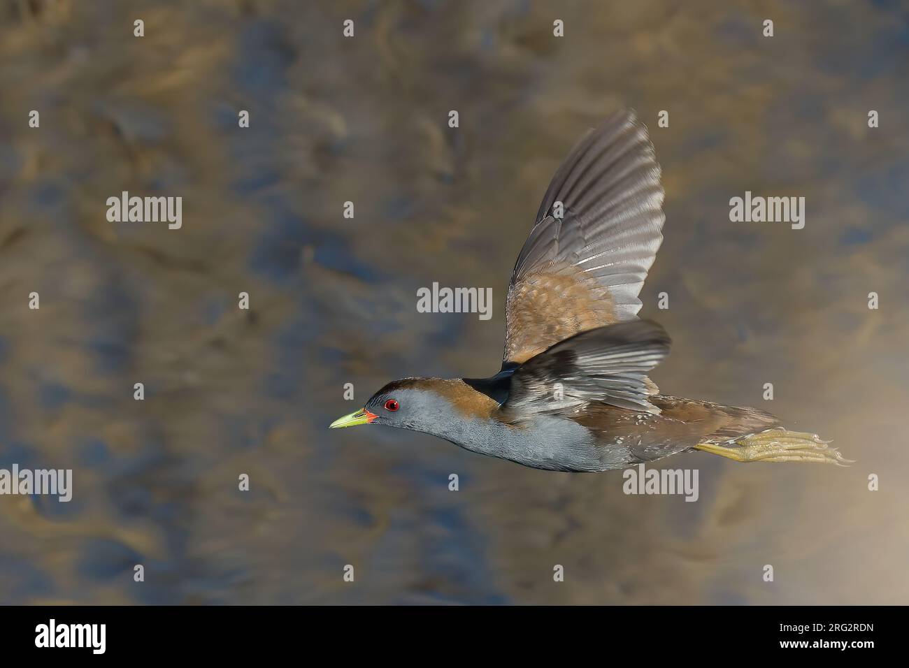 Adilt male Little Crake (Porzana parva), side view of bird in flight ...