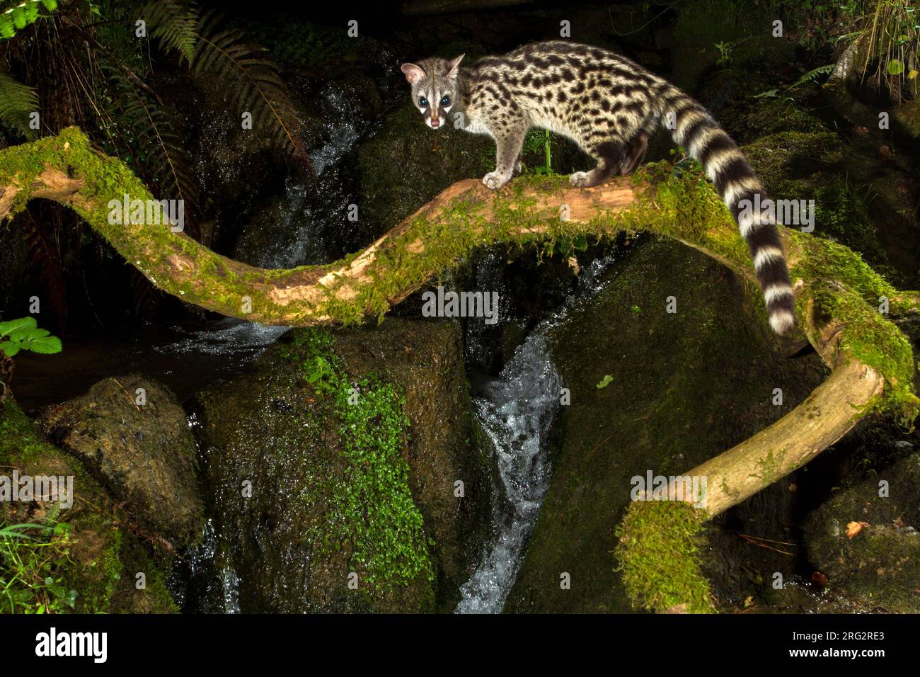 Common Genet (Genetta genetta) in Spain Stock Photo - Alamy