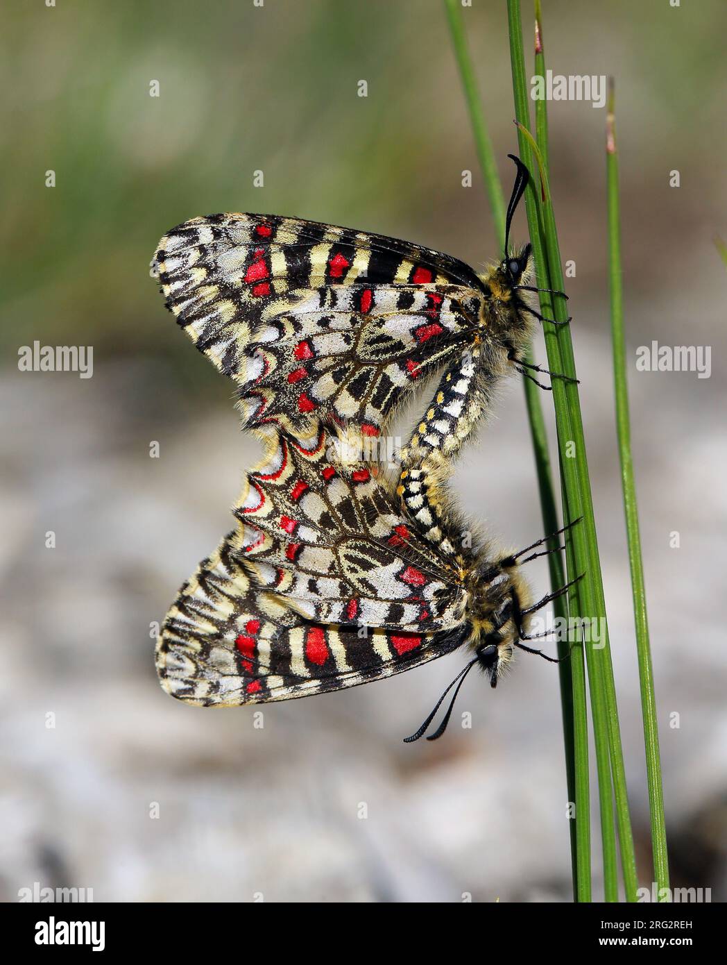 Signes signes hi-res stock photography and images - Alamy