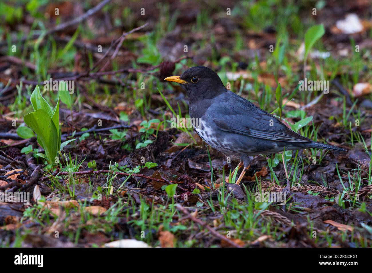 Male Japanese Thrush in spring in Hokkaido, Japan Stock Photo - Alamy