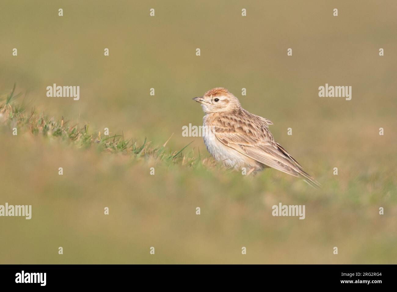 Greater Short-toed Lark (Calandrella brachydactyla) sitting on the ...