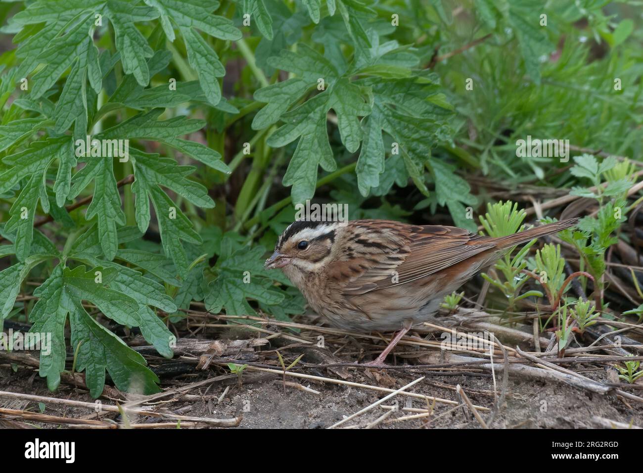 Tristram's Bunting (Emberiza tristrami), side view of 2nd year male in spring Stock Photo - Alamy