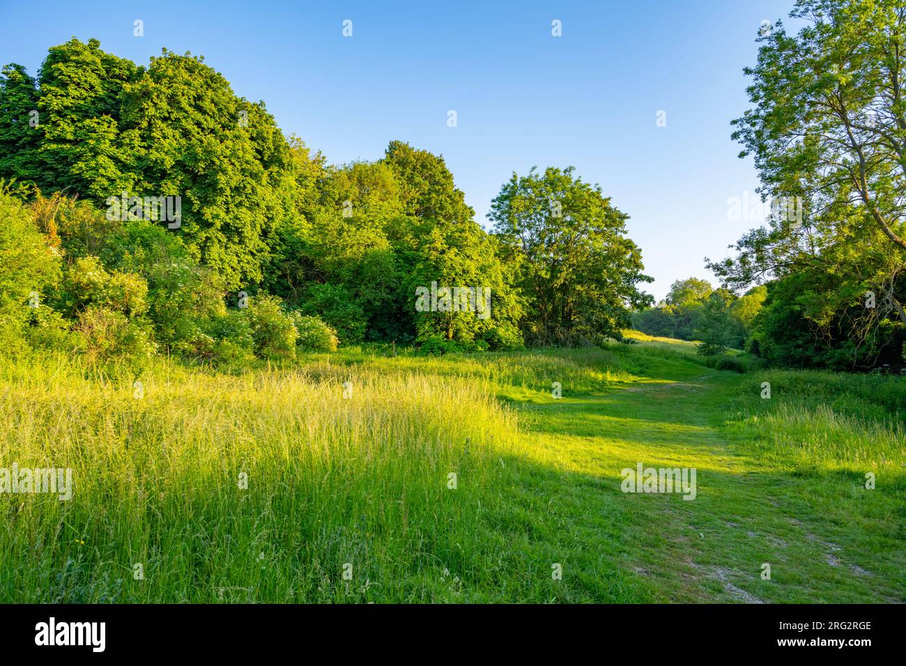 Summer evening in Loose valley, Loose Valley Conservation Area ...