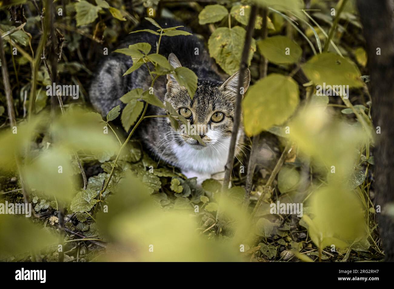 Cold look hi-res stock photography and images - Alamy