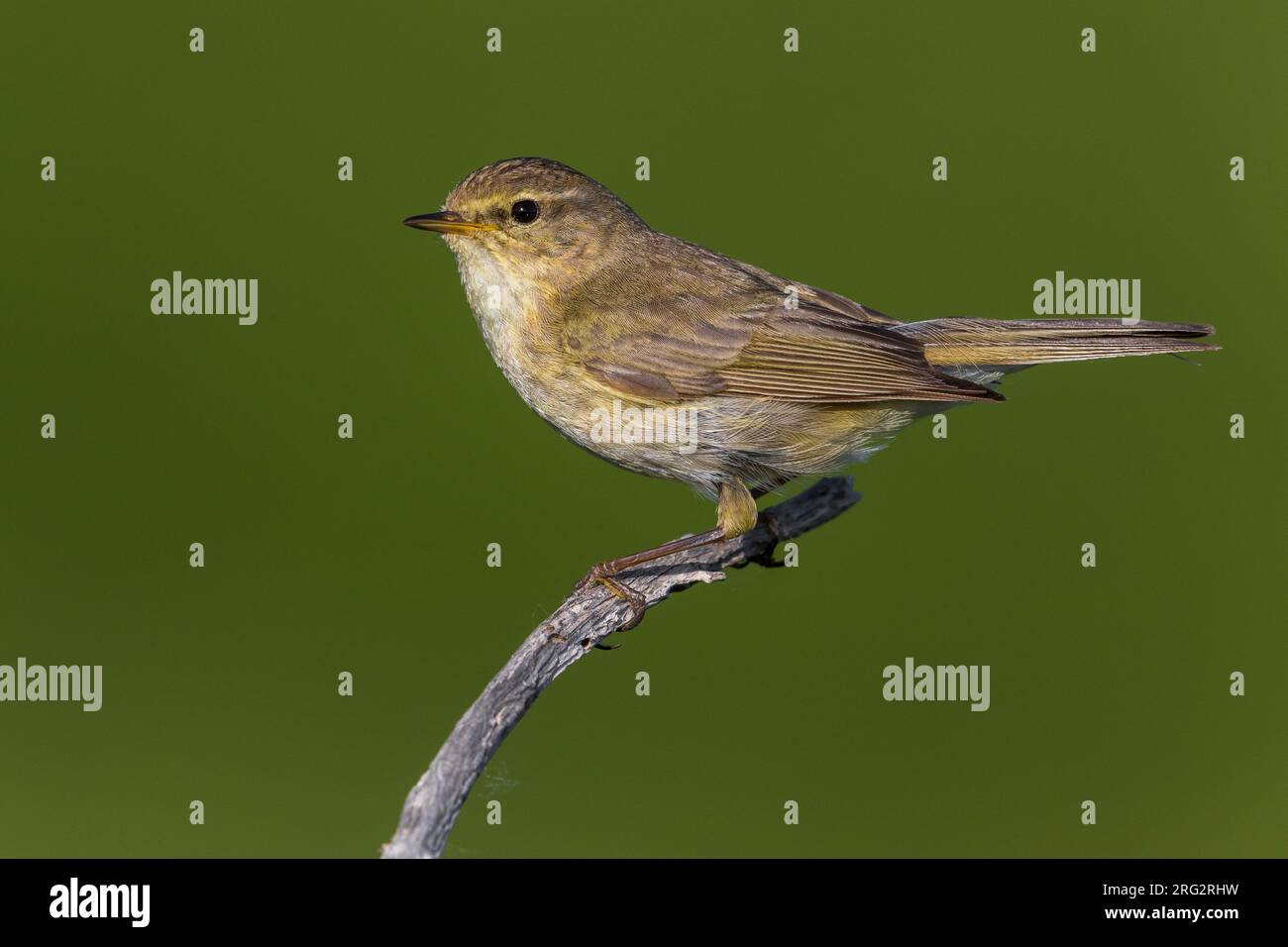 Tjiftjaf, Common Chiffchaff Stock Photo - Alamy