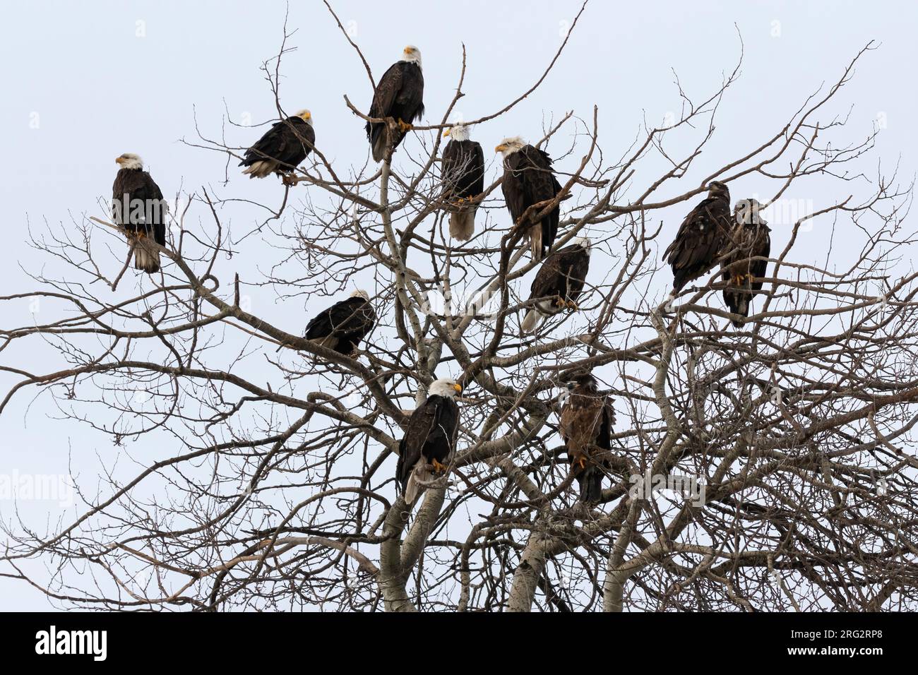 Fraser valley bald eagle hi-res stock photography and images - Alamy