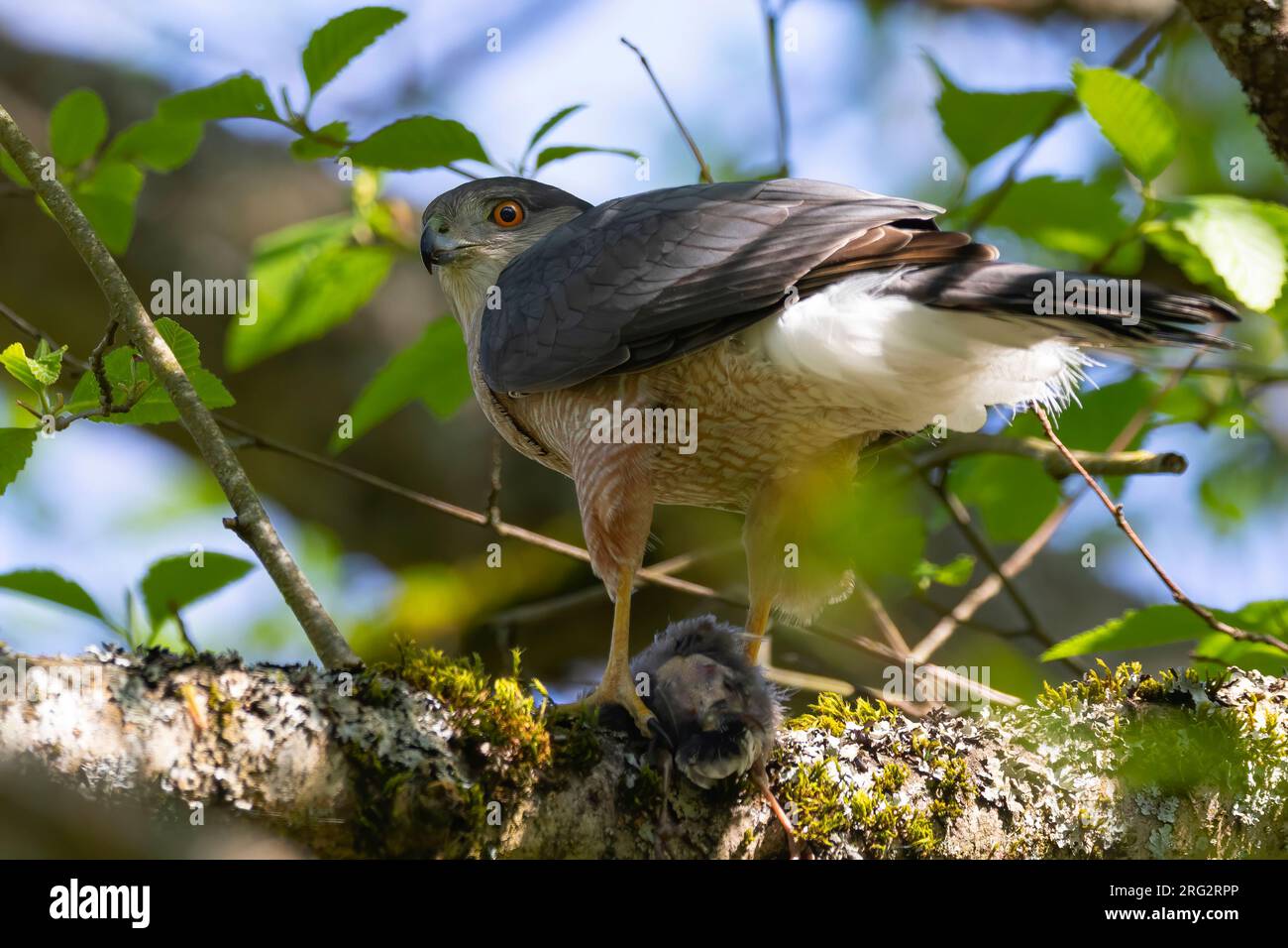A Cooper's Hawk has caught a prey in a city park in Vancouver, British ...