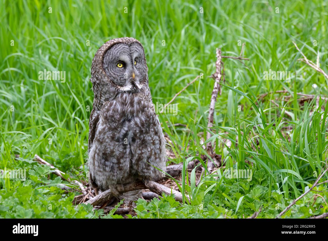 The Great Grey Olw is one of the most iconic owls of Europe and North ...
