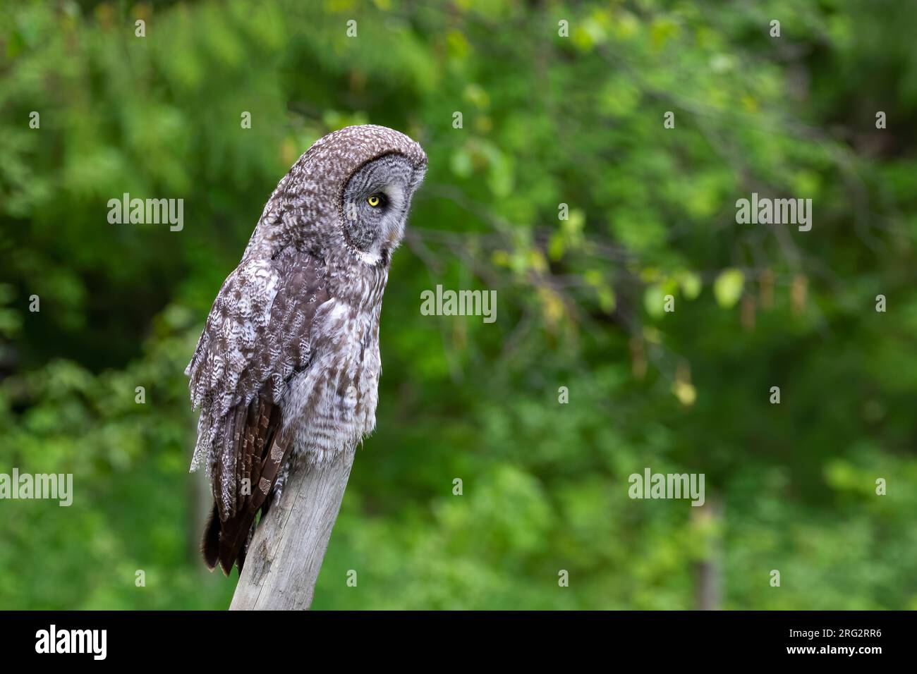 The Great Grey Olw is one of the most iconic owls of Europe and North ...
