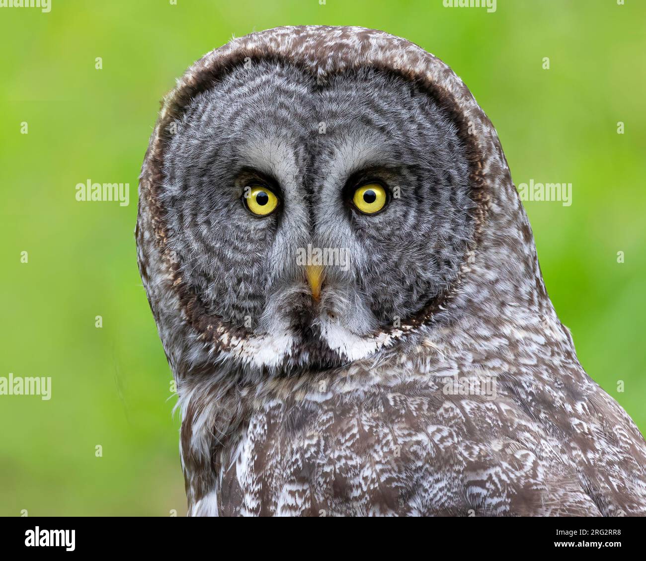 The Great Grey Olw is one of the most iconic owls of Europe and North ...