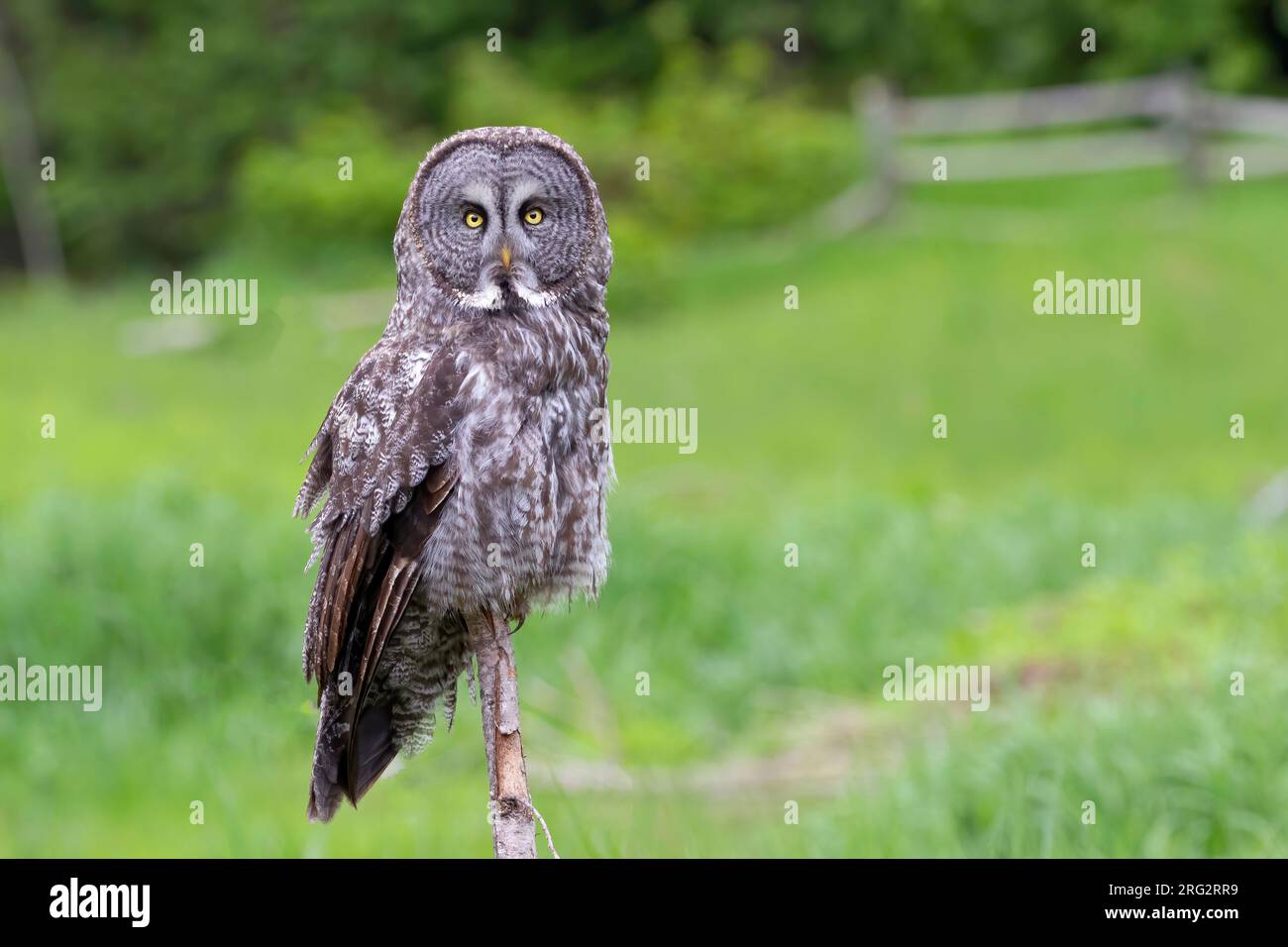The Great Grey Olw is one of the most iconic owls of Europe and North ...